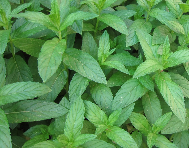 MINT/MOJITO/CUCUMBER SALAD | Sweet Leisure